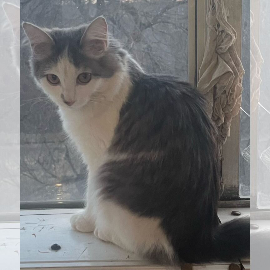 Сибирский котёнок