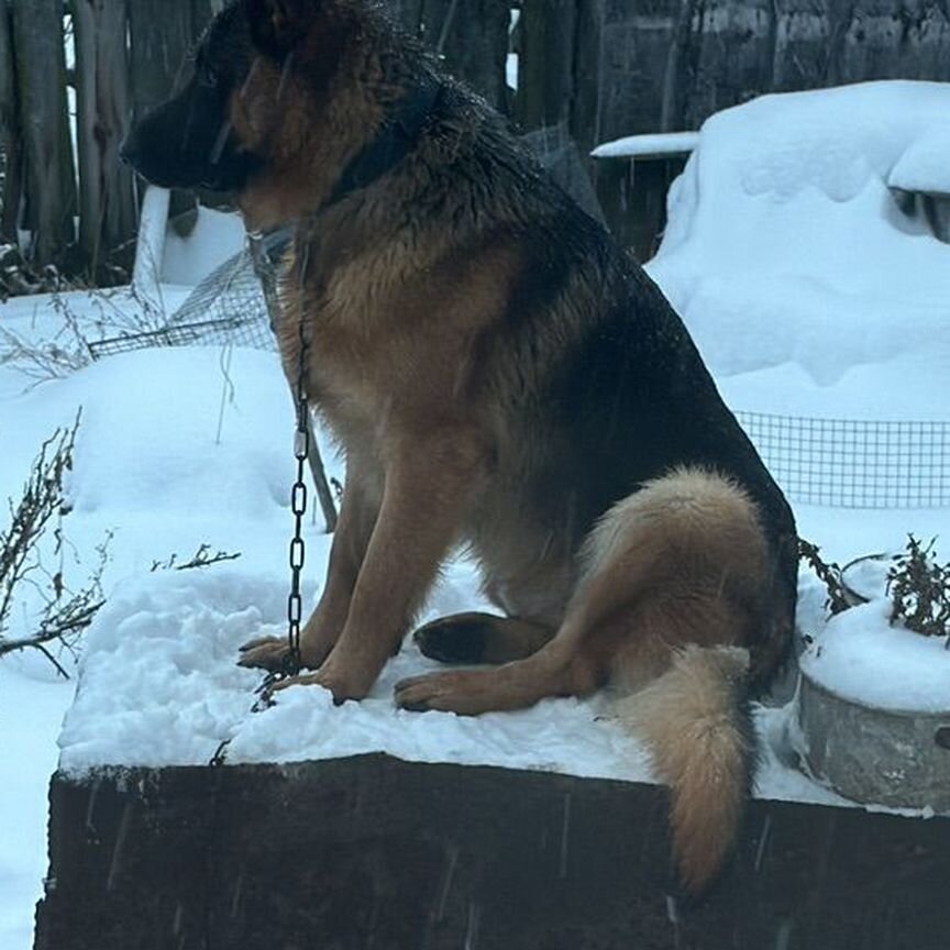 Немец вязка