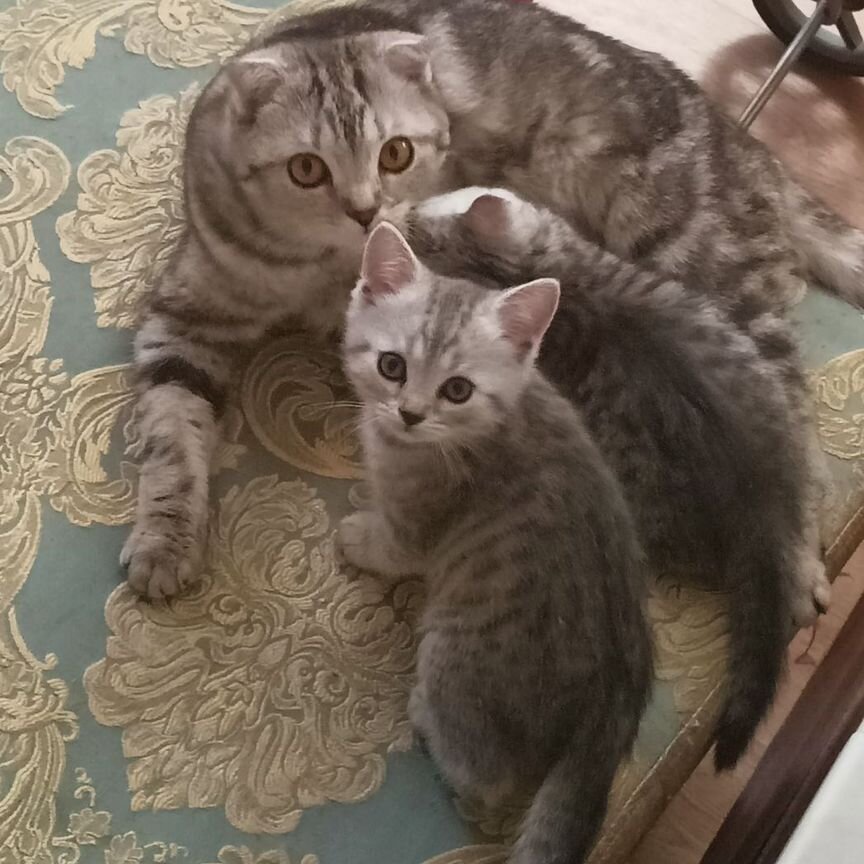 Котята помесь