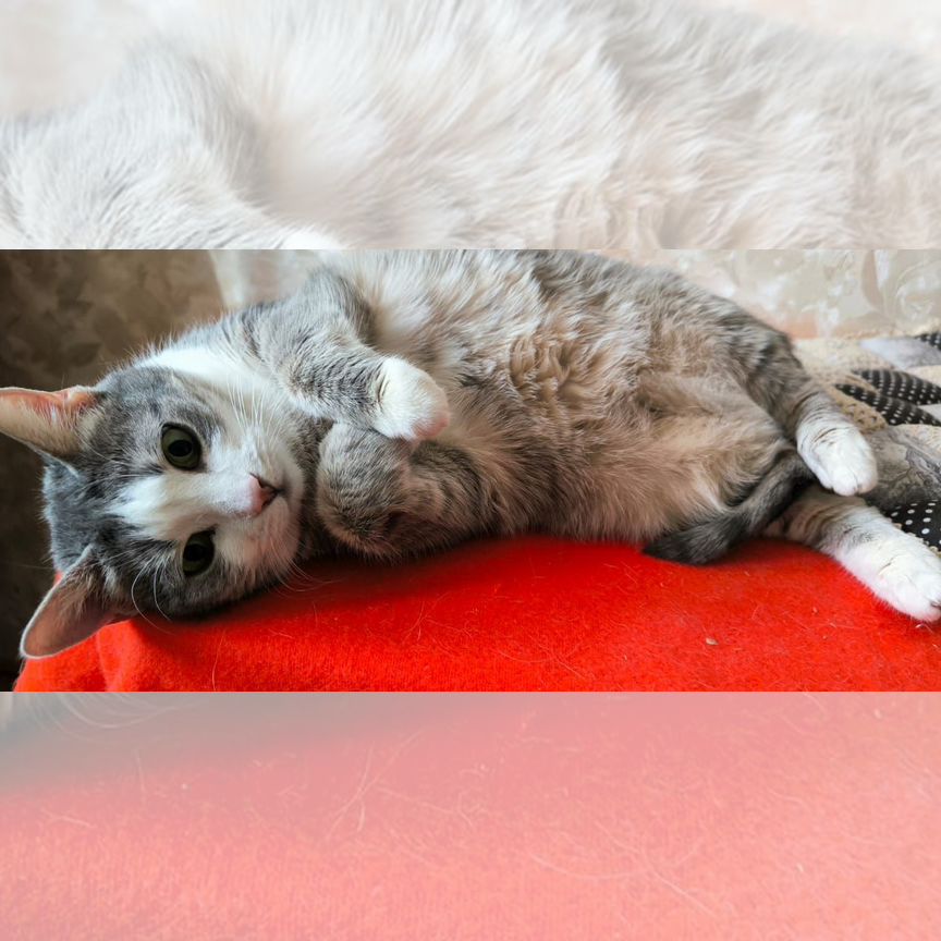 Кошка Соня ищет дом