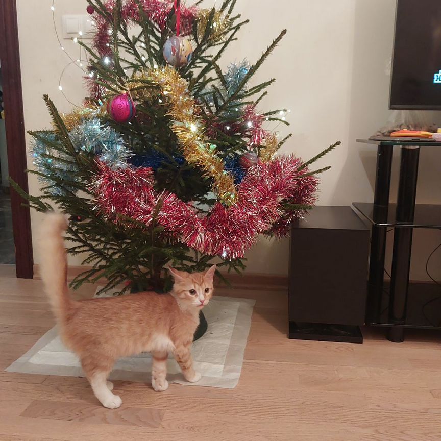 Котята 4 мес