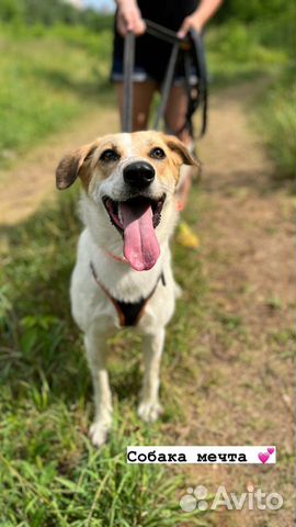 Собака Веснушка. Просто мечта