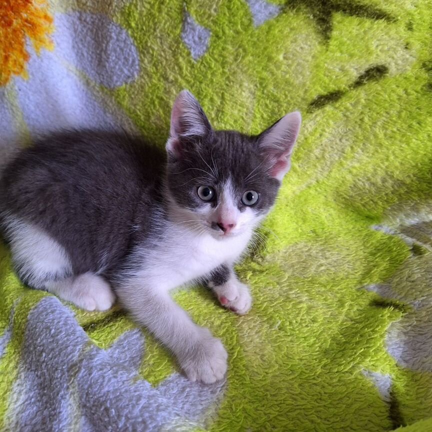 Котята в добрые руки даром бесплатно