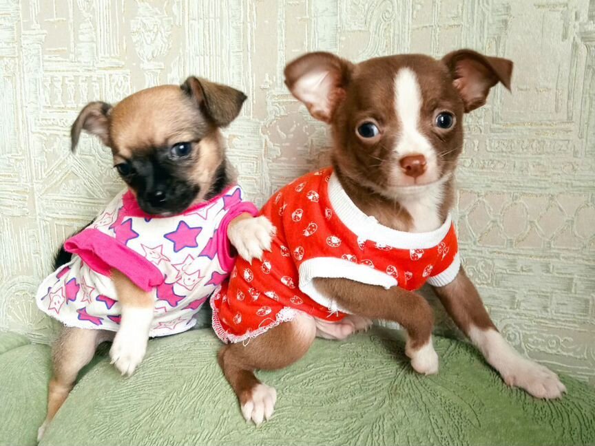 Чихуашки очаровашки