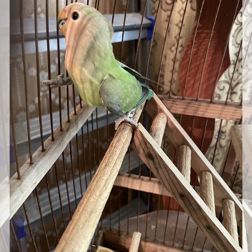 Попугай неразлучник