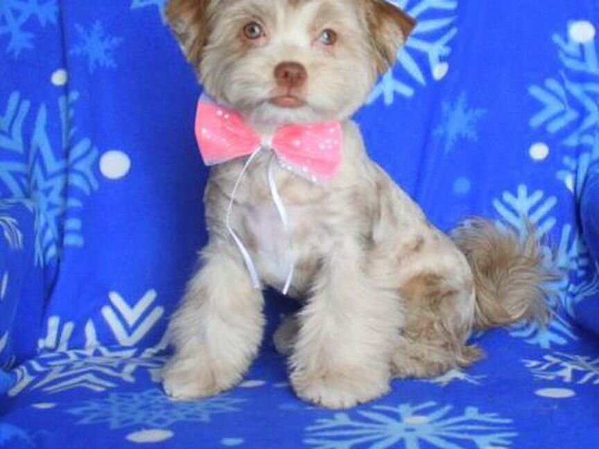 Мальтипу эксклюзивная красотка