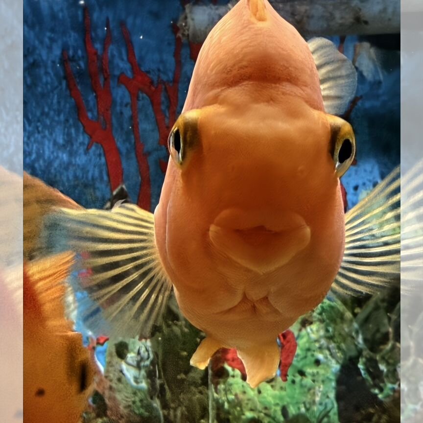 Продаю рыб попугай, фронтоза