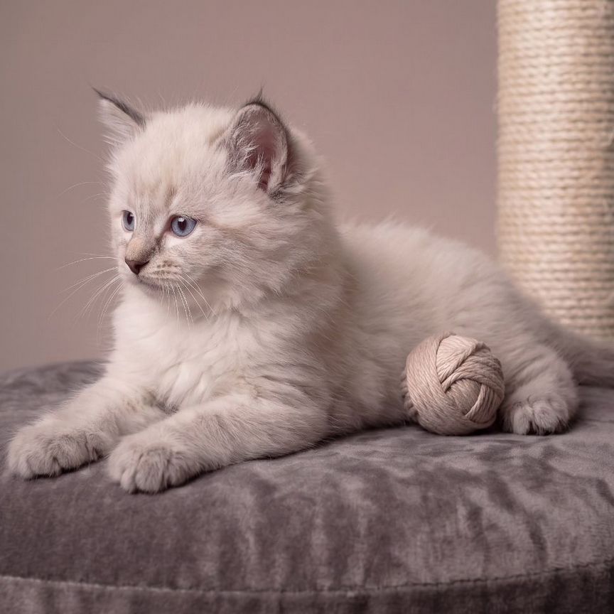 Невский маскарадный котёнок