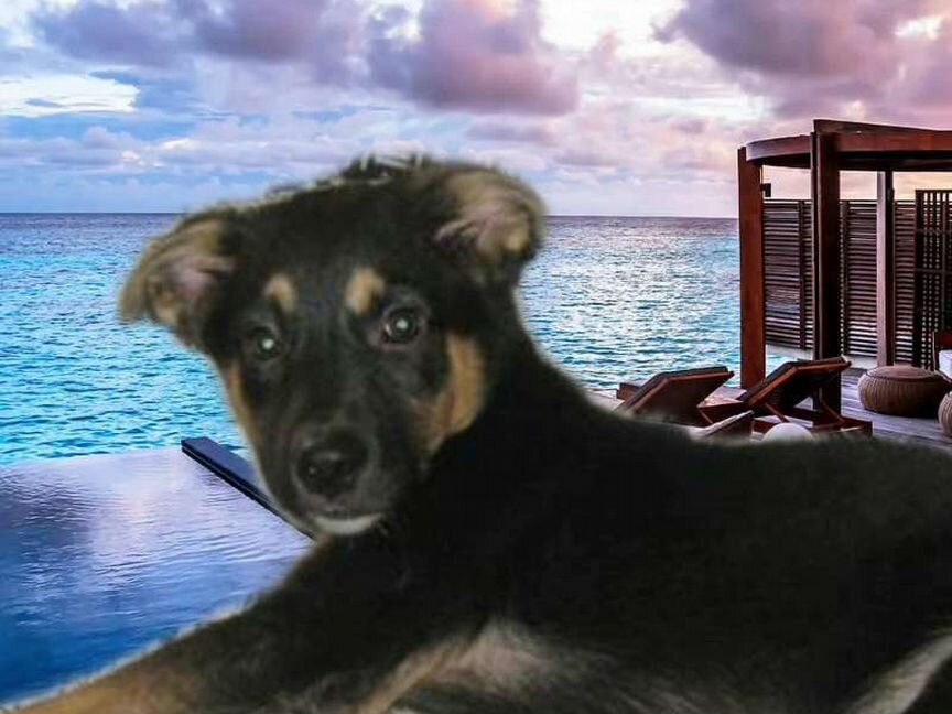 Щенок овчарки Фёдор