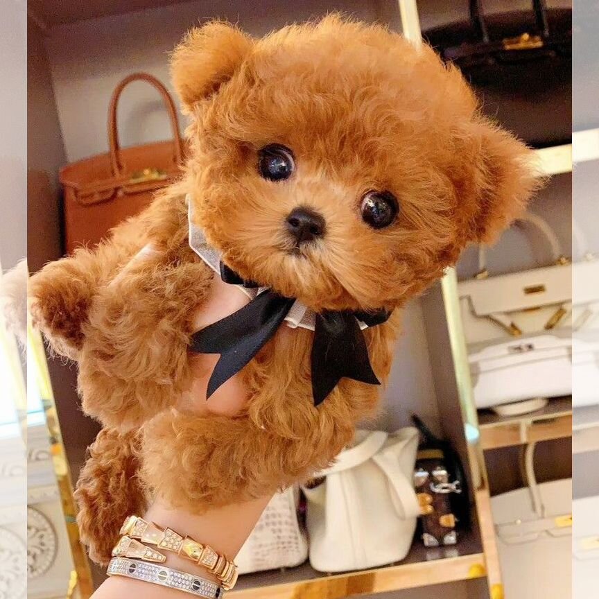 Мальтипу, щенок