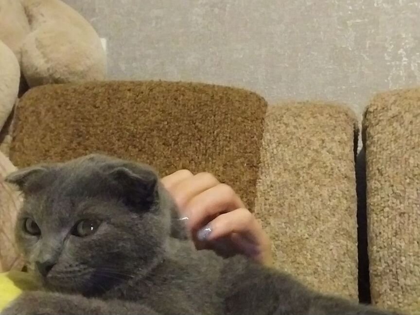 Подарю котёнка