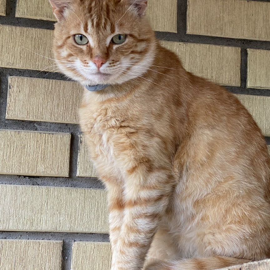 Котики бесплатно в добрые руки Москва