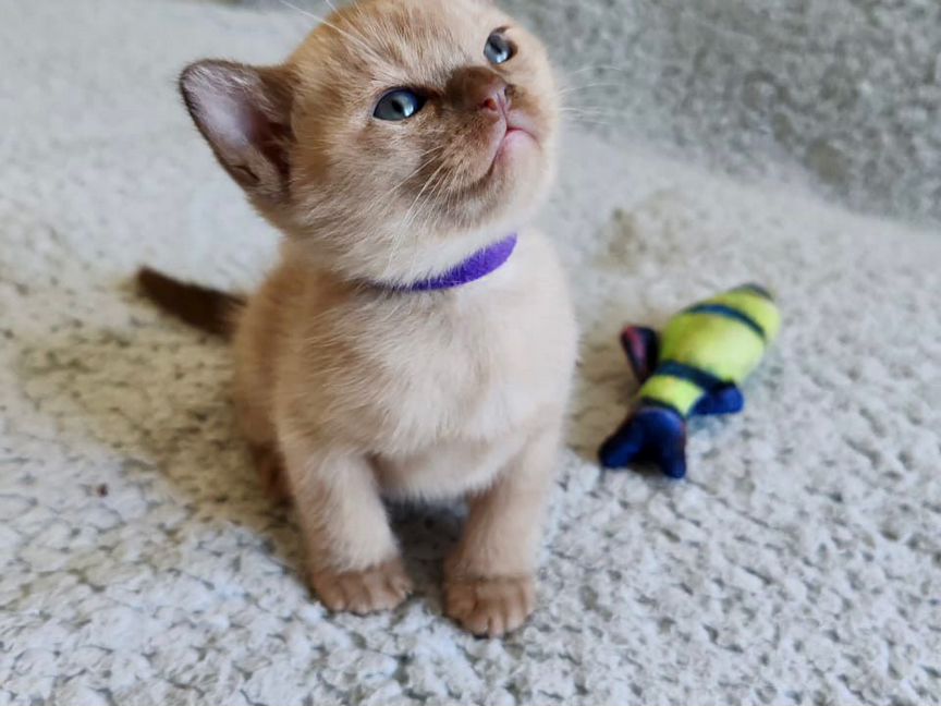 Бурманские котята
