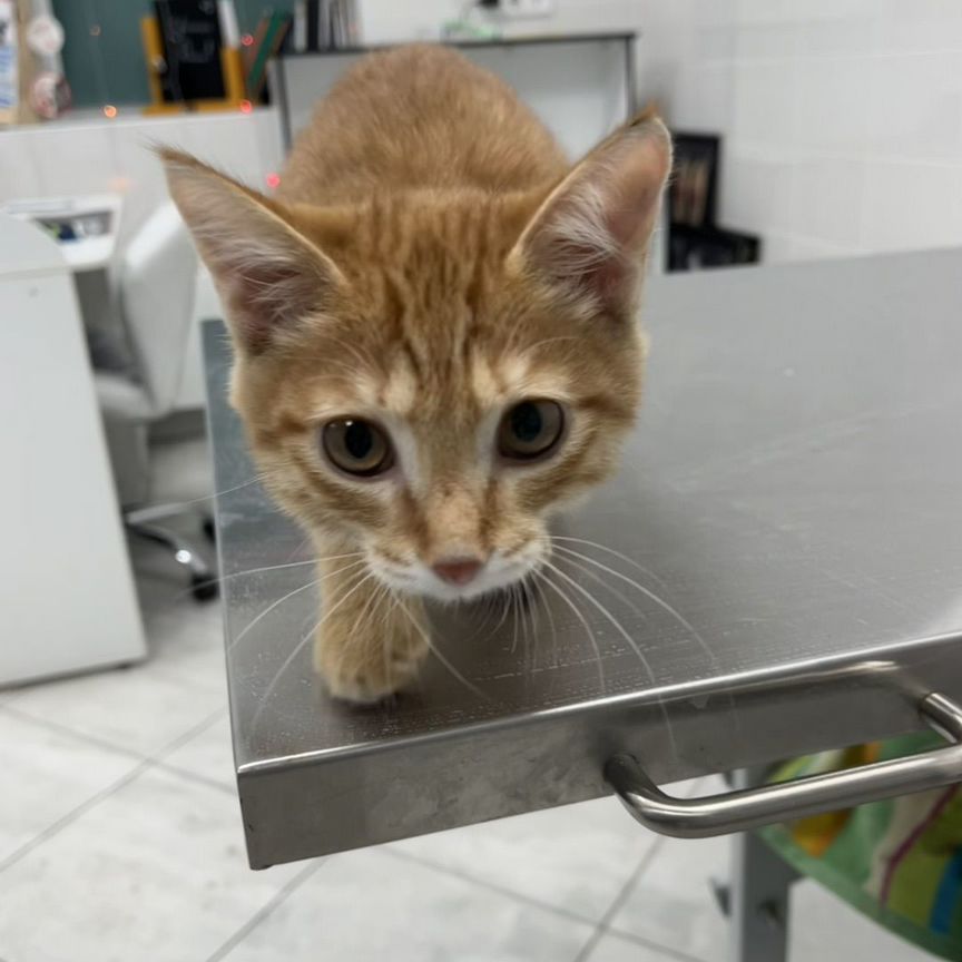 Котенок мальчик рыженький