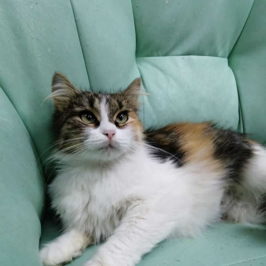 Кошка