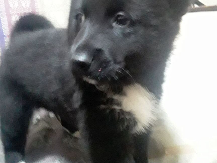 Отдам щенка в добрые руки 1 месяц, кобелёк