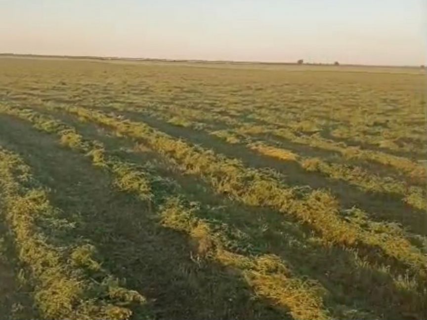 Сено люцерны, в тюках