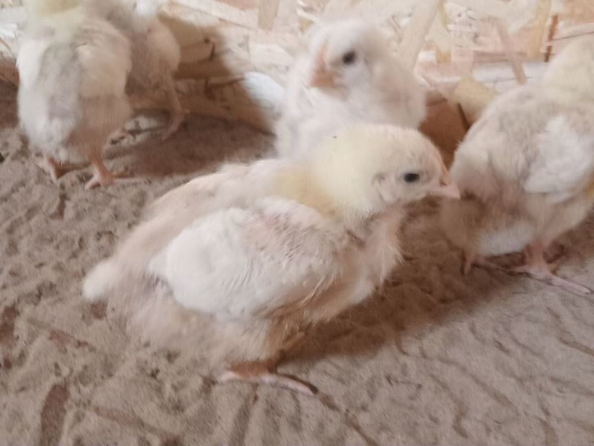 Продам броллеров живого недельные