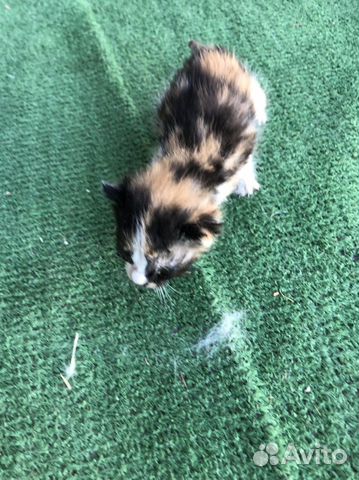 Ищем кормящую кошку