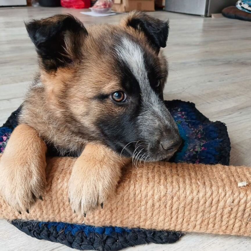 Весенний полосатый 2 мес