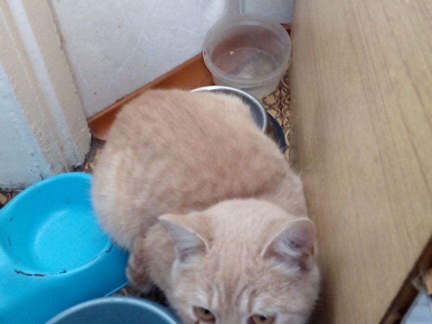 Отдам кошек