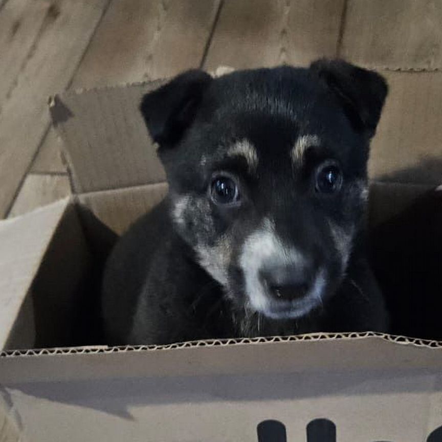 Щенок в добрые руки бесплатно