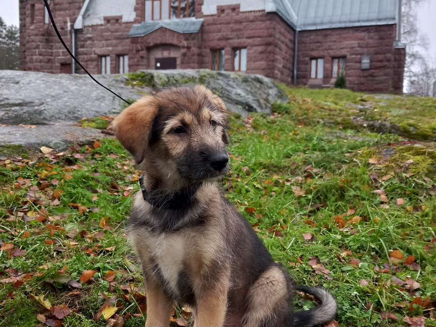 Щенок в добрые руки