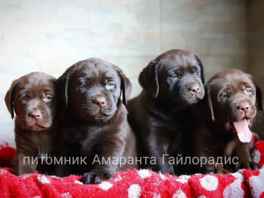 Щенки лабрадора, шоколадные