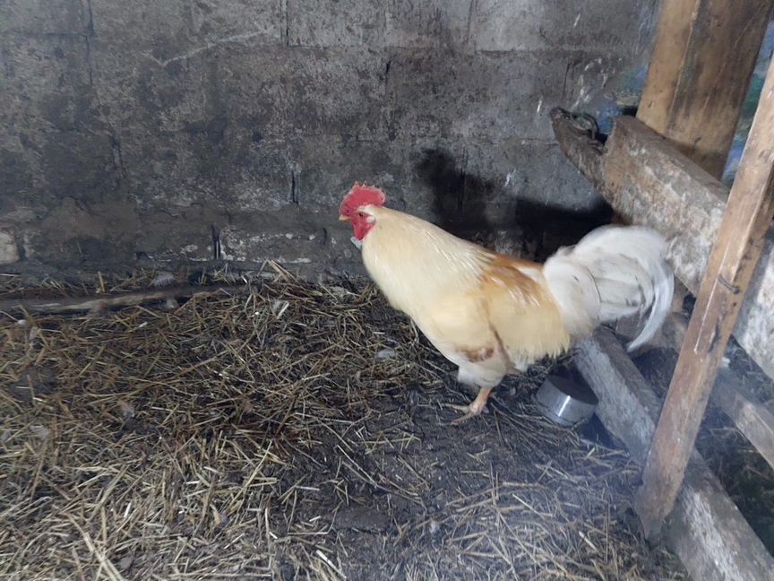 Продам и отдам петуха