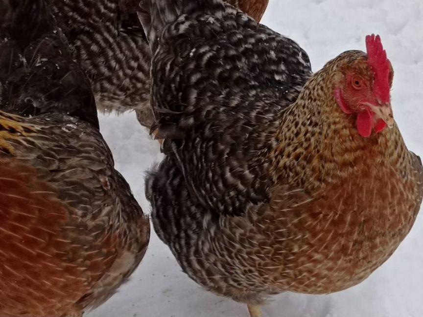 Цыплята Билефельдеры