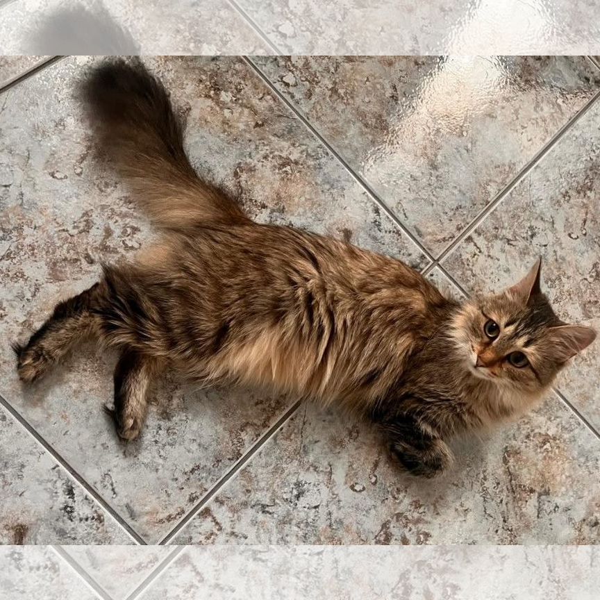 Сибирская, взрослая кошка