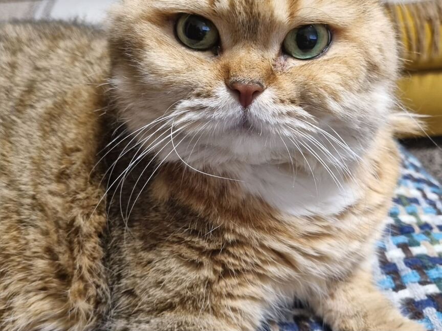 Британская кошка в дар