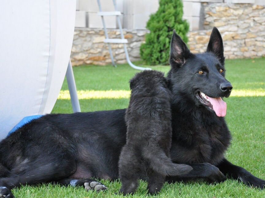 Черная немецкая овчарка