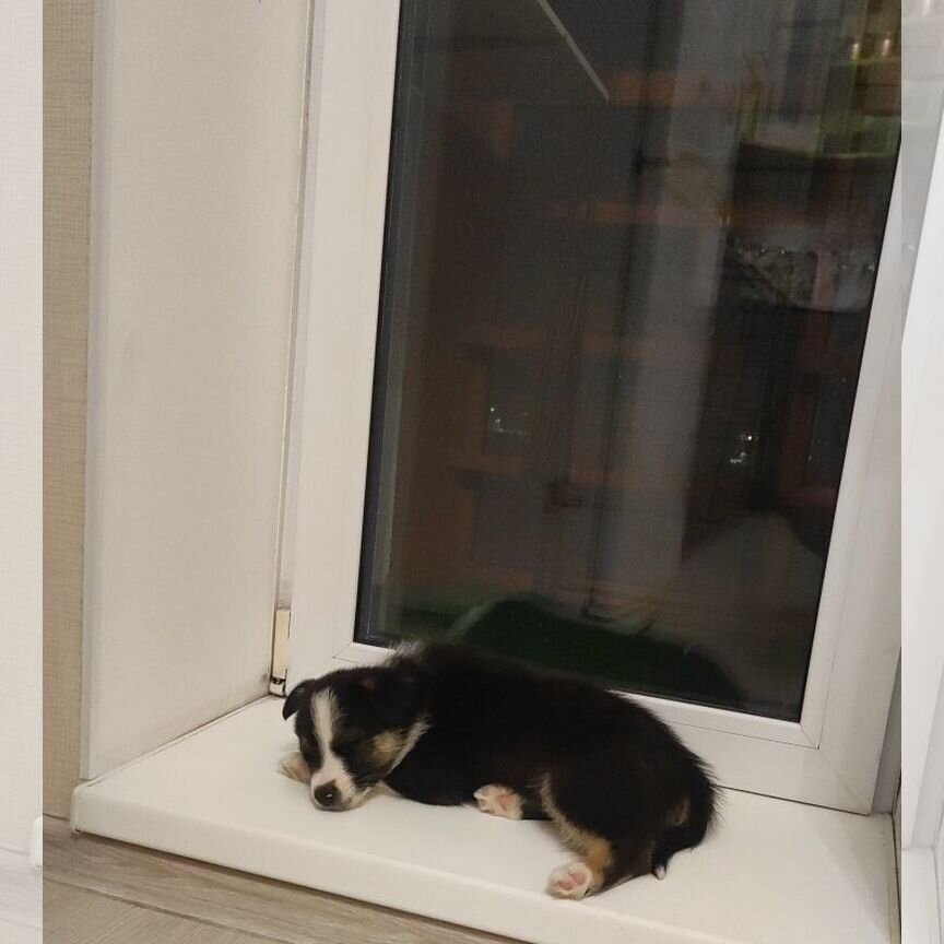 Австралийская овчарка, щенок