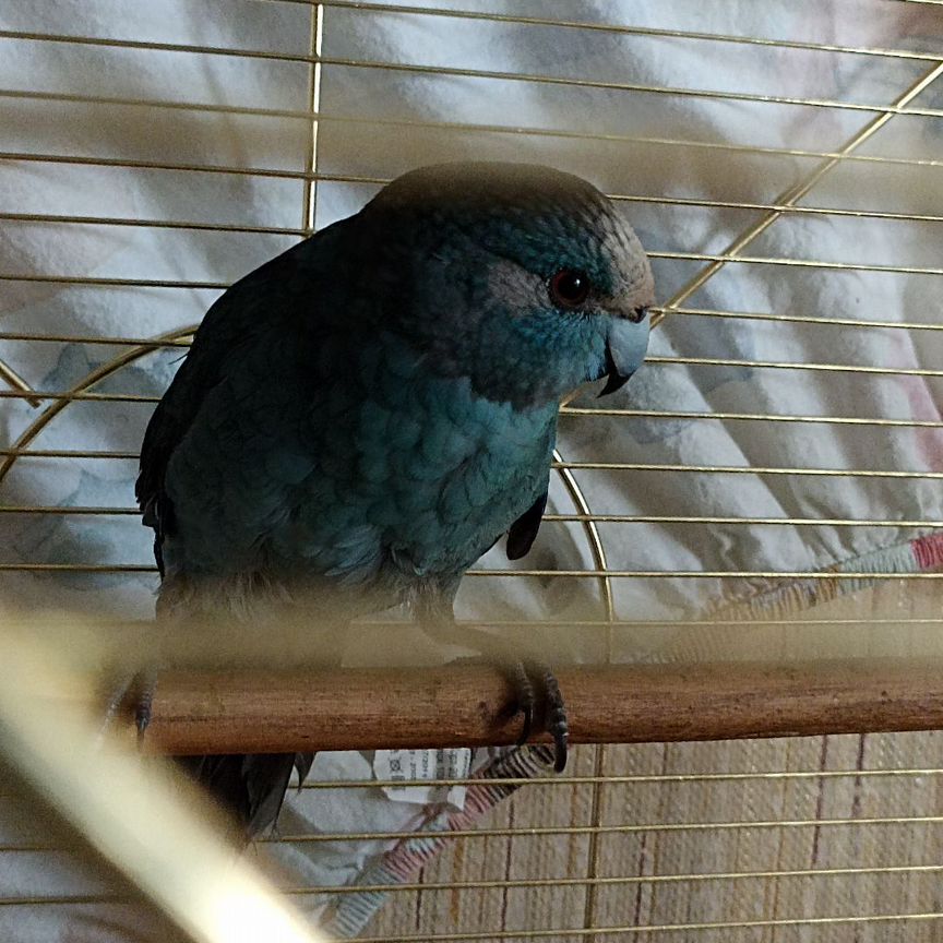 Какарики синий