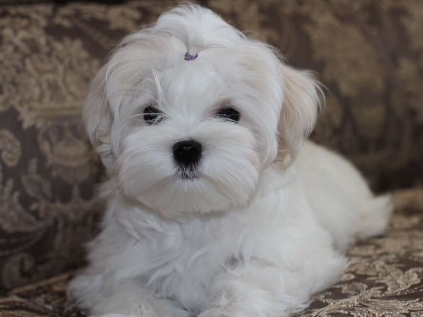 Щенки мальтийской болонки mini