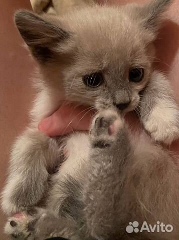 Котенок серый