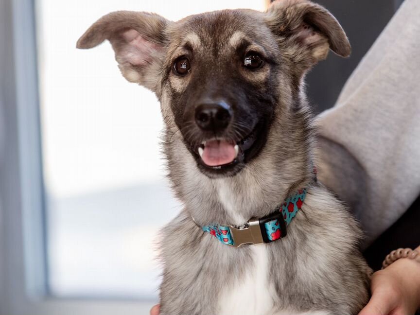 Щенок в добрые руки бесплатно