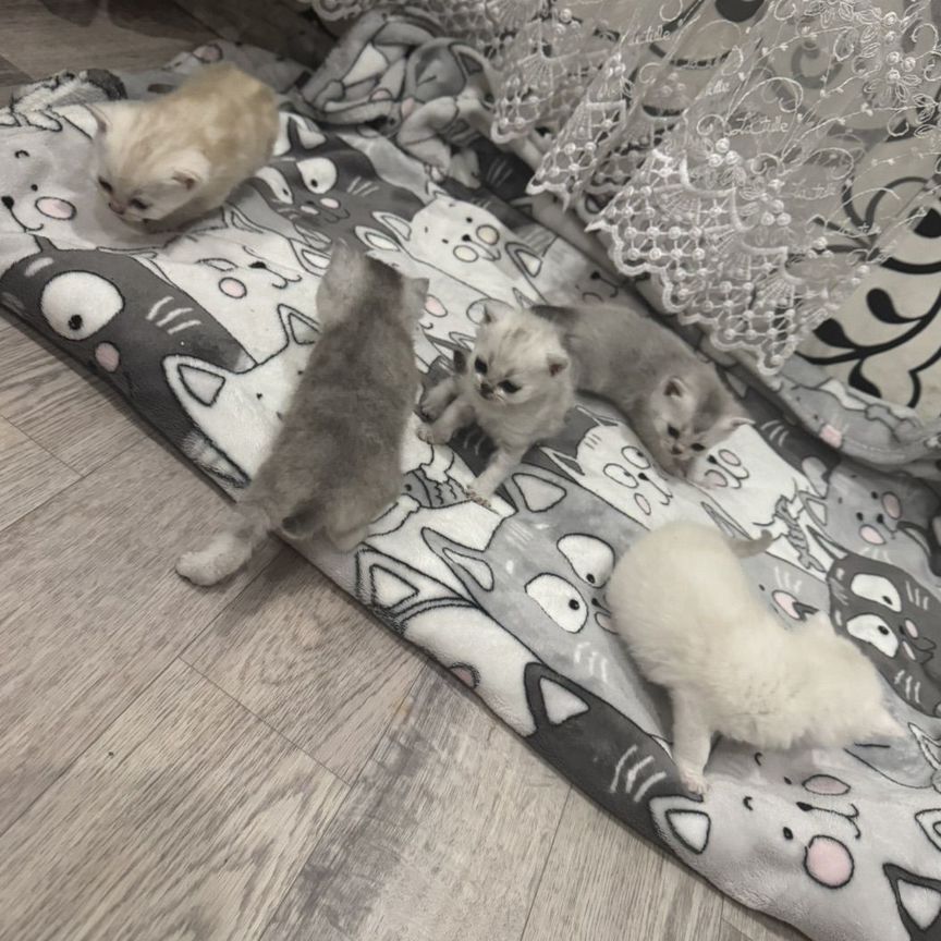 Шотландский прямоухий короткошёрстный котёнок