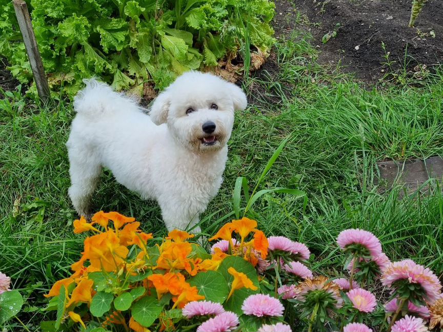 Вязка Бишон Фризе