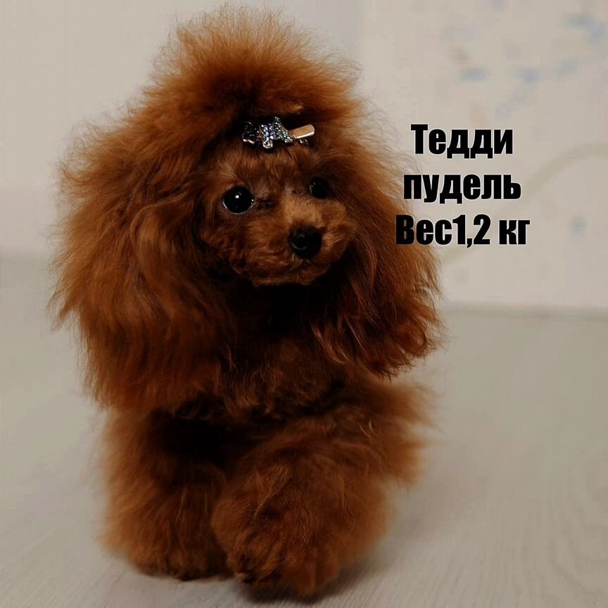 Мини Микро мальтипу мальчик родители импорт Китай