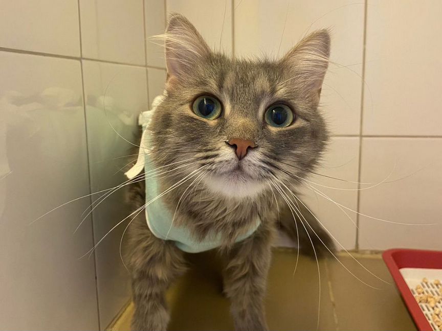 Котенок в добрые руки