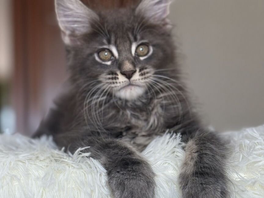 Котята мейн-кун