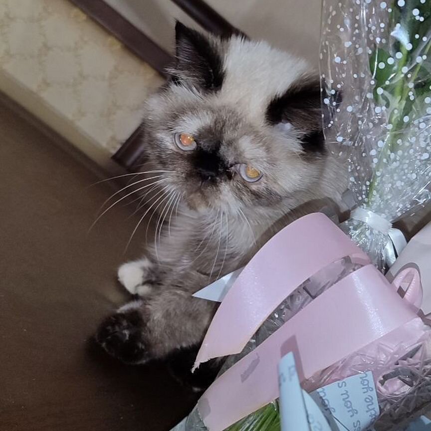 Экзотическая кошечка