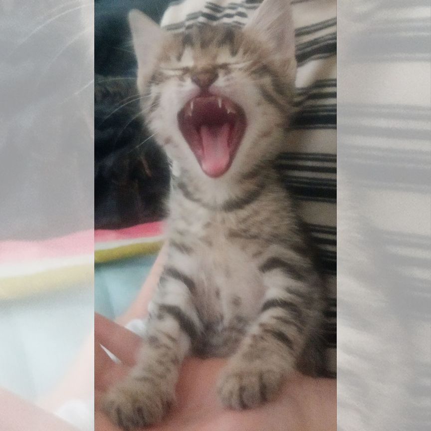 Котёнок в добрые руки