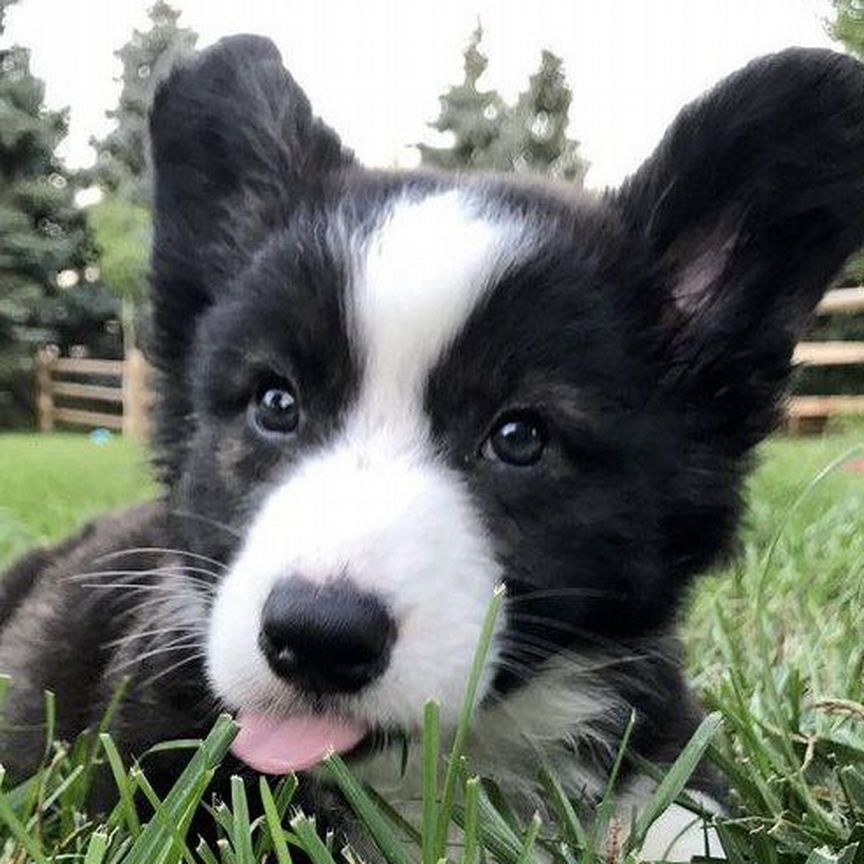 Вельш Корги Кардиган, щенок