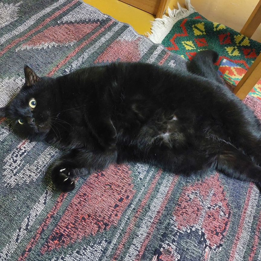 Отдам кота в добрые руки черный