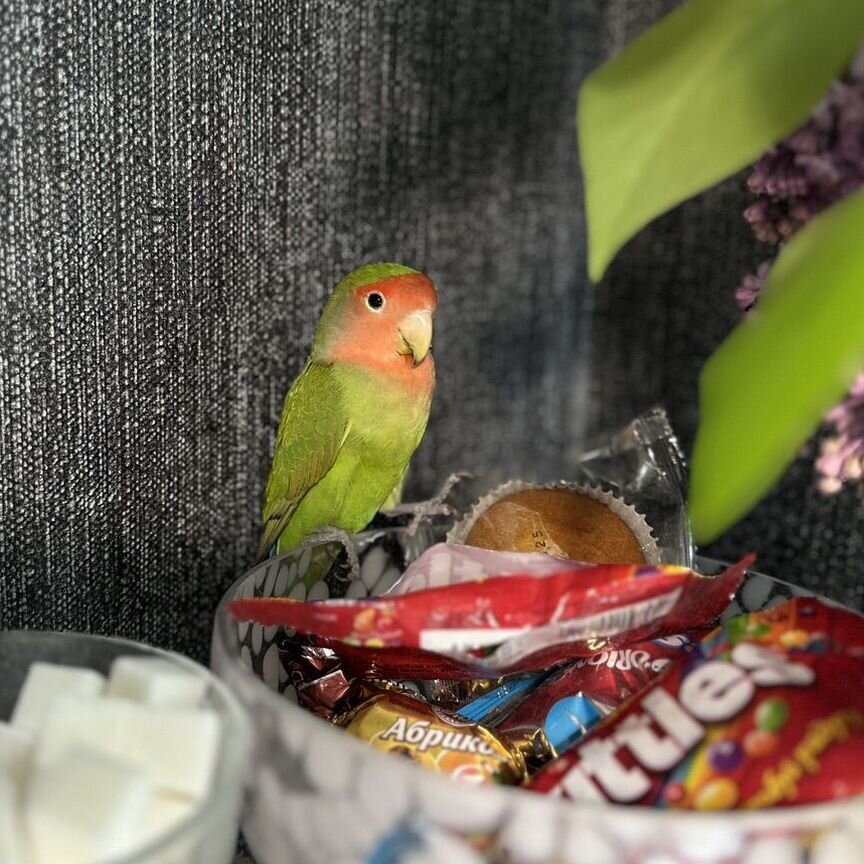 Попугай неразлучники с клеткой