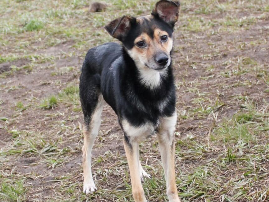 Кобель. Меньше среднего