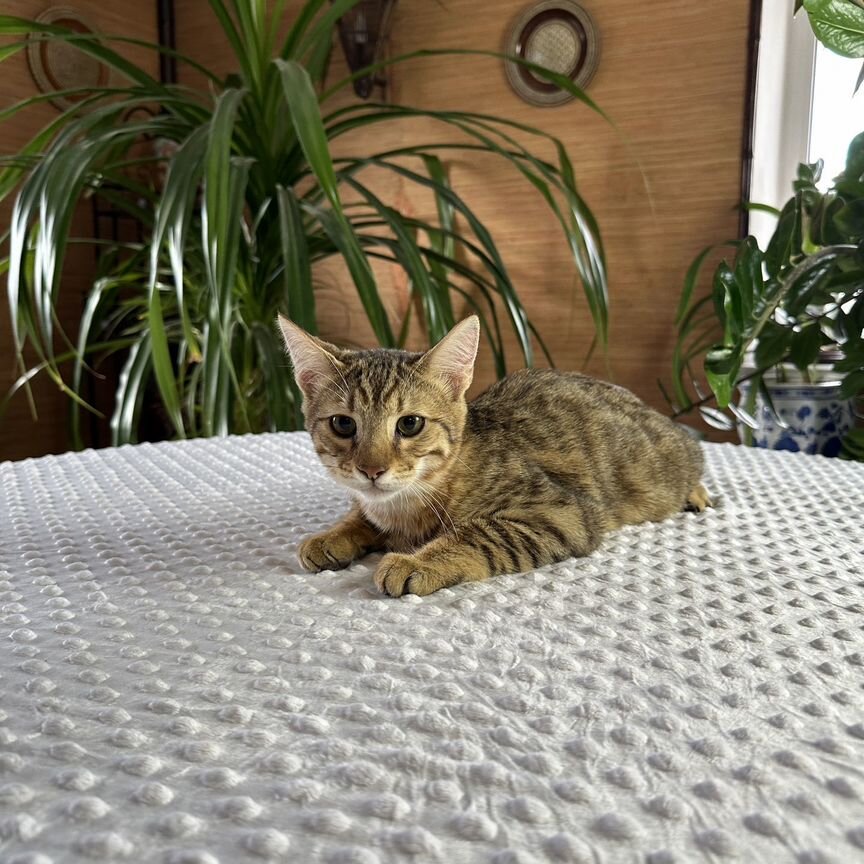 Домашний тигренок
